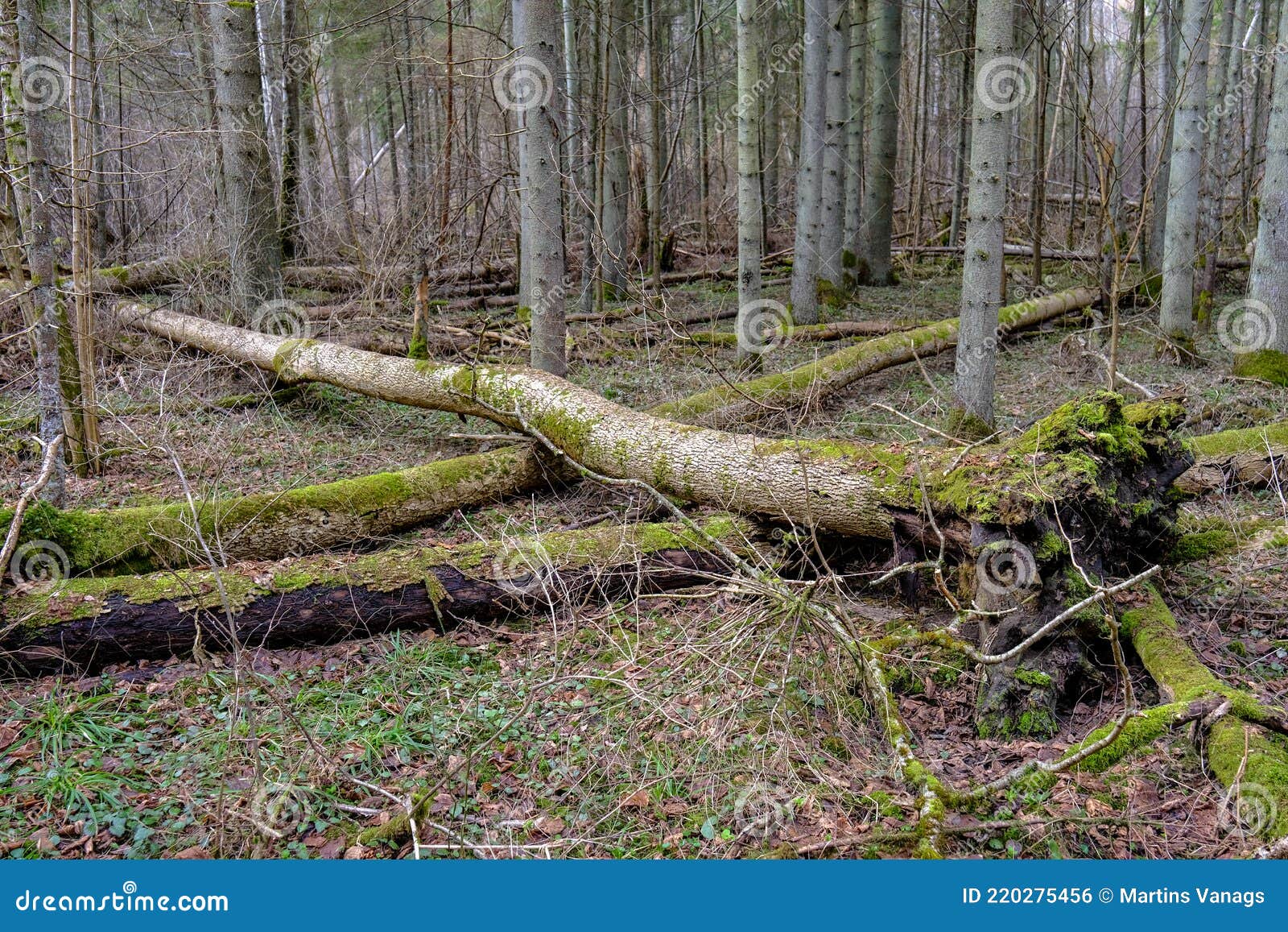 Old Fallen Tree Trunk Stomp in Wild Forest Stock Photo - Image of twig ...