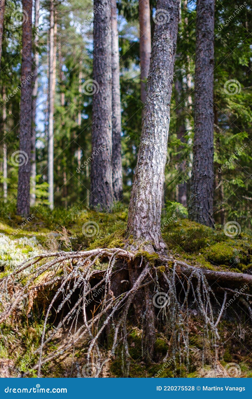 Old Fallen Tree Trunk Stomp in Wild Forest Stock Photo - Image of ...