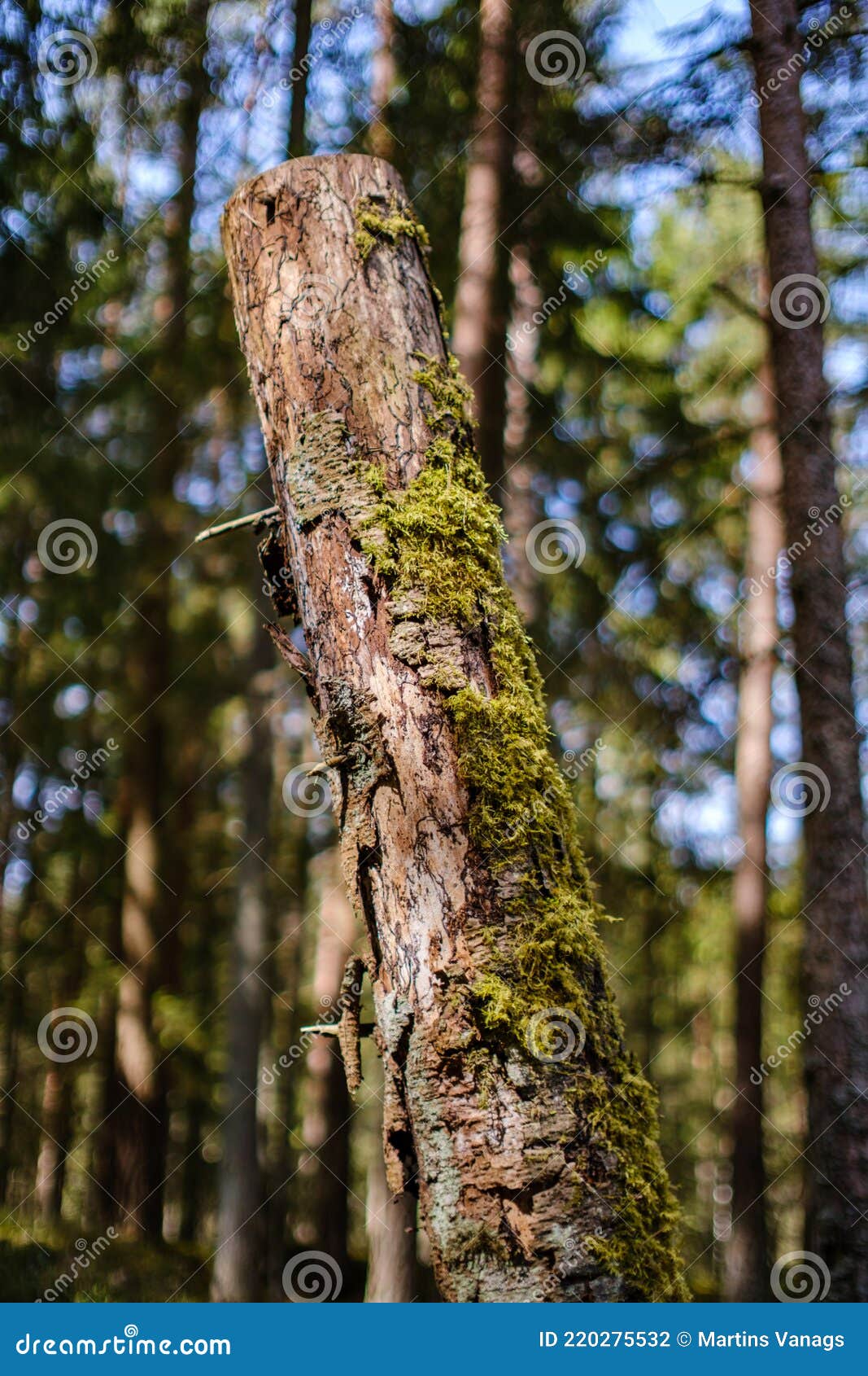 Old Fallen Tree Trunk Stomp in Wild Forest Stock Photo - Image of ...