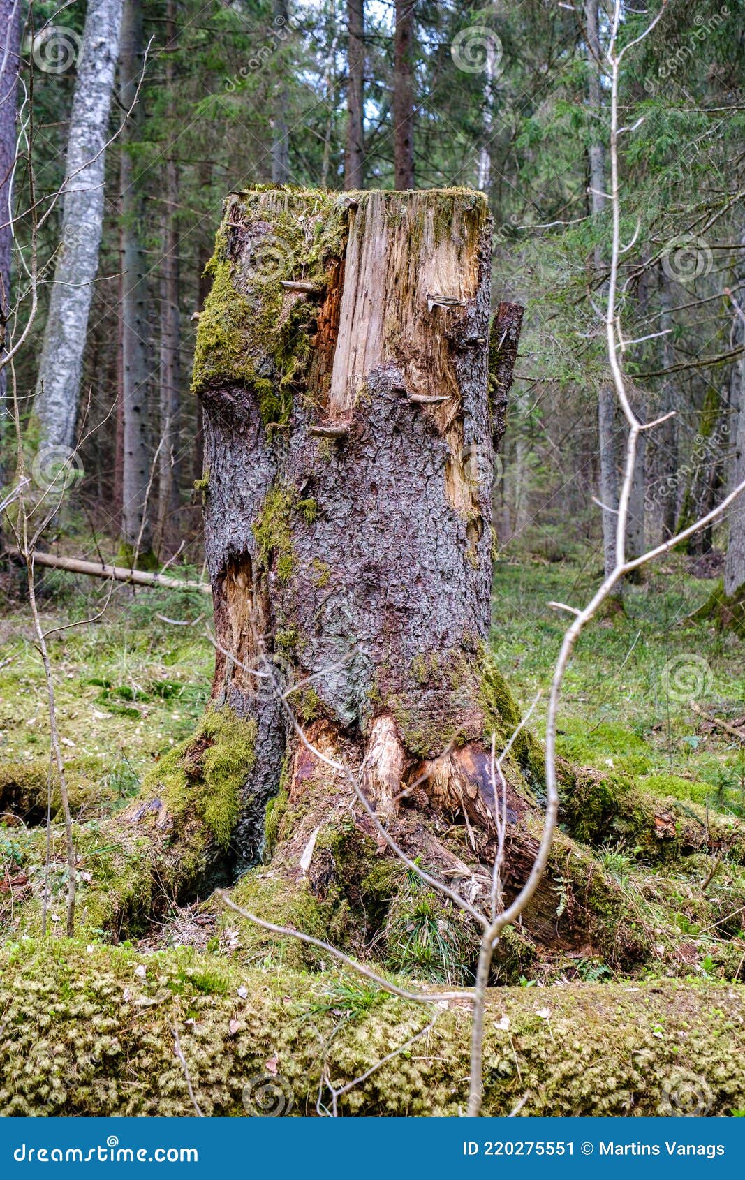 Old Fallen Tree Trunk Stomp in Wild Forest Stock Image - Image of twig ...