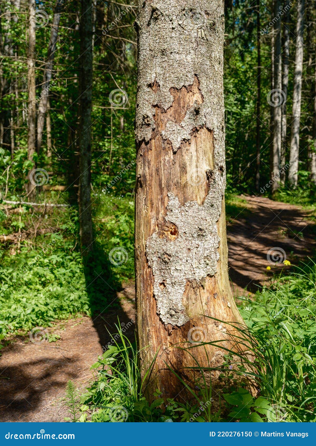 Old Fallen Tree Trunk Stomp in Wild Forest Stock Photo - Image of wood ...