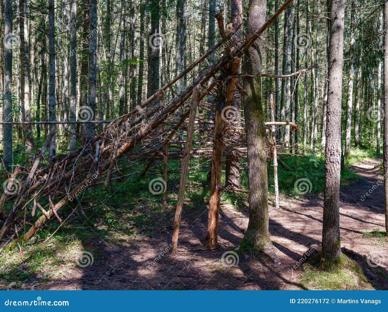 Old Fallen Tree Trunk Stomp in Wild Forest Stock Photo - Image of ...