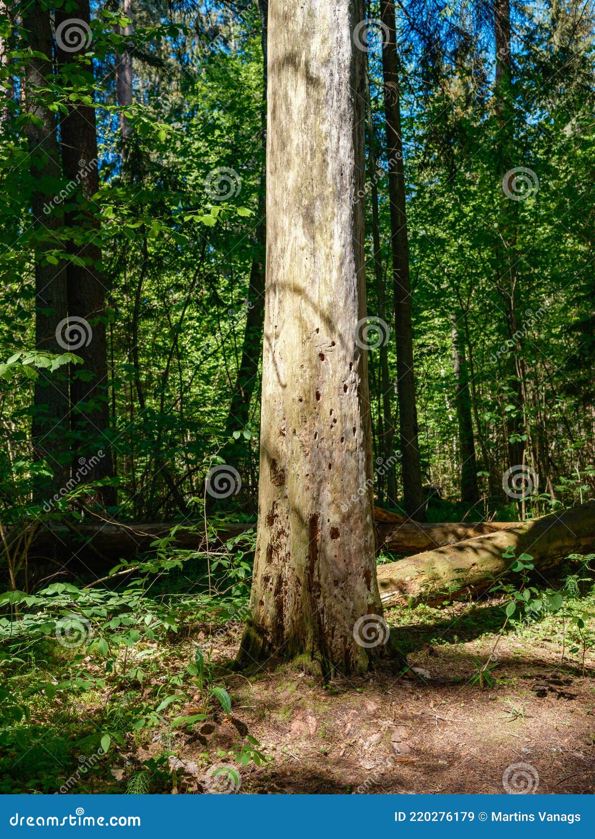 Old Fallen Tree Trunk Stomp in Wild Forest Stock Image - Image of ...