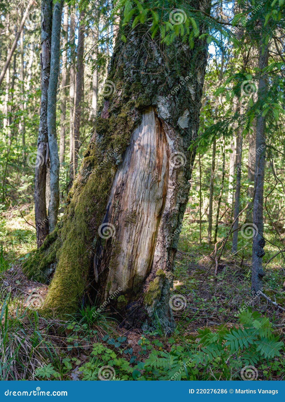Old Fallen Tree Trunk Stomp in Wild Forest Stock Photo - Image of ...