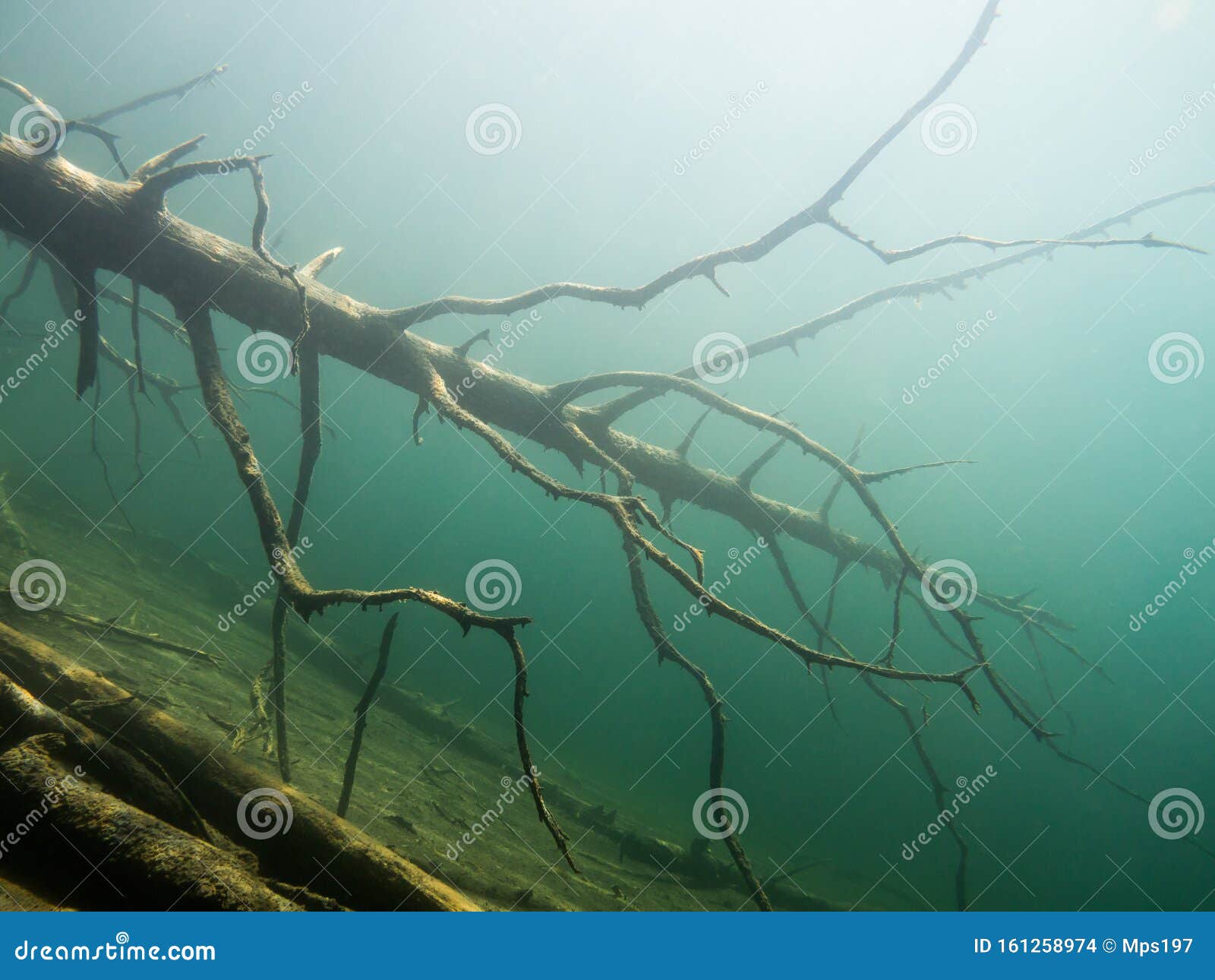 Old fallen tree underwater stock photo. Image of underwater - 161258974