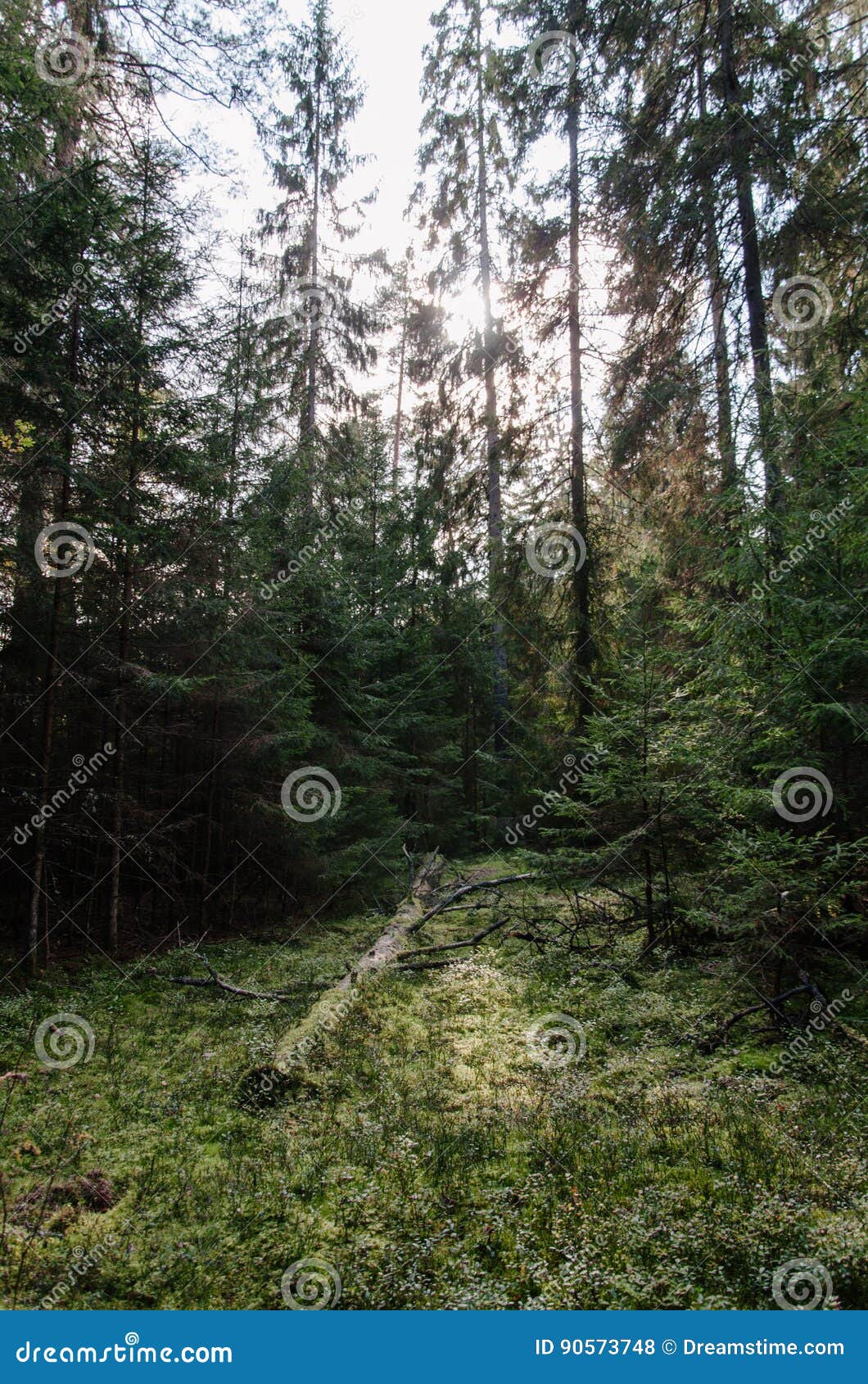 An Old Fallen Tree in a Wild Dark Forest Stock Photo - Image of pine ...
