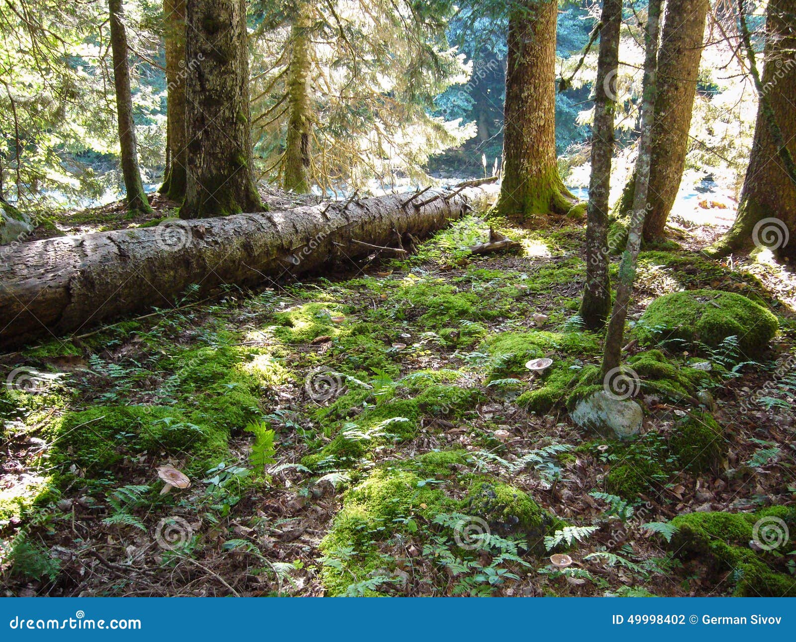 Old fallen tree stock photo. Image of brown, sunlight - 49998402
