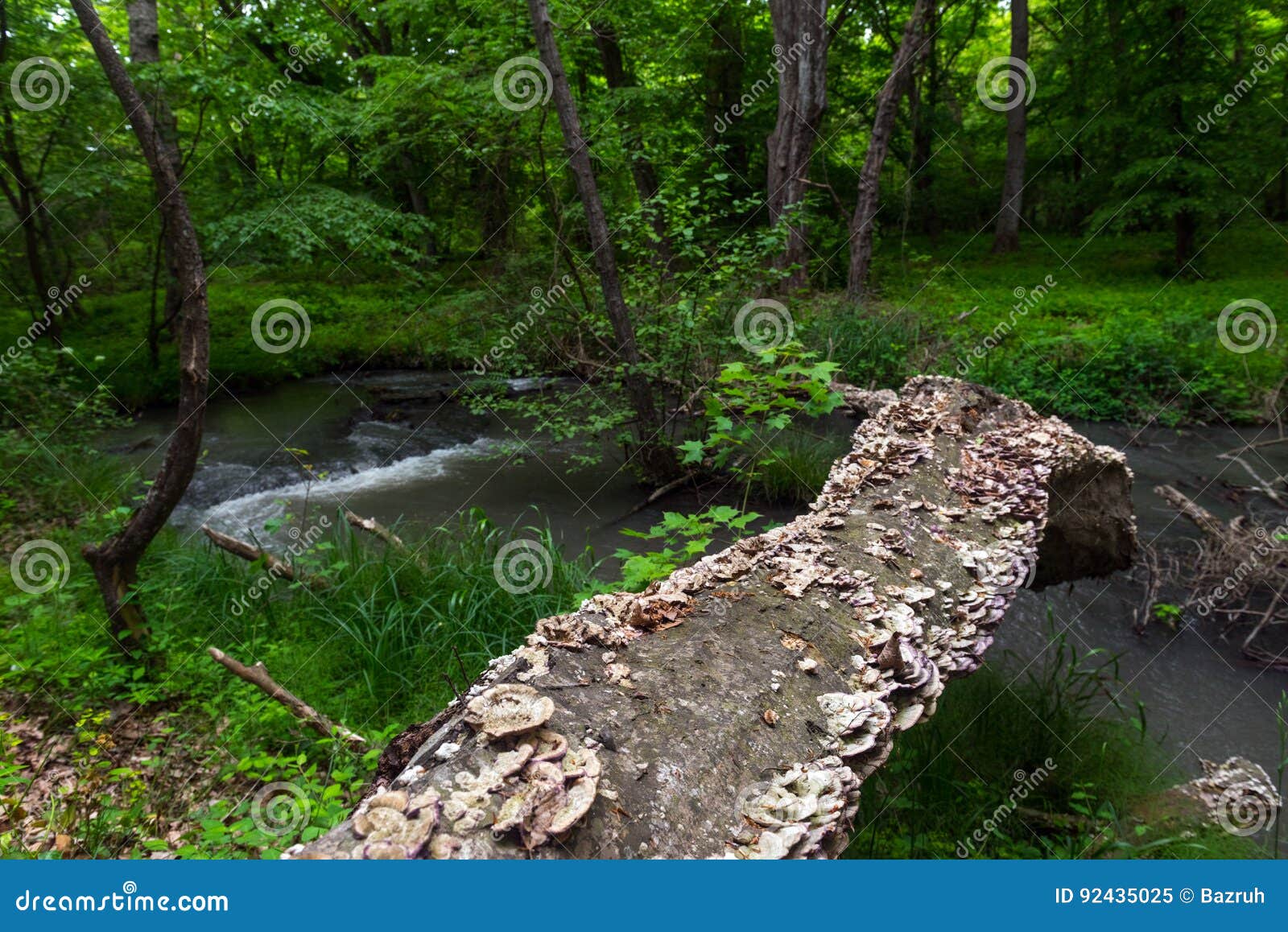 Old fallen tree stock image. Image of summer, tree, river - 92435025