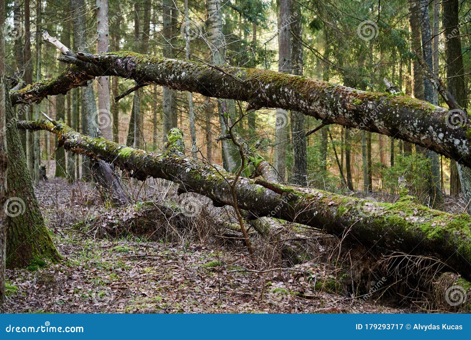 An Old Fallen Tree in the Woods.Fallen Tree Stock Image - Image of ...