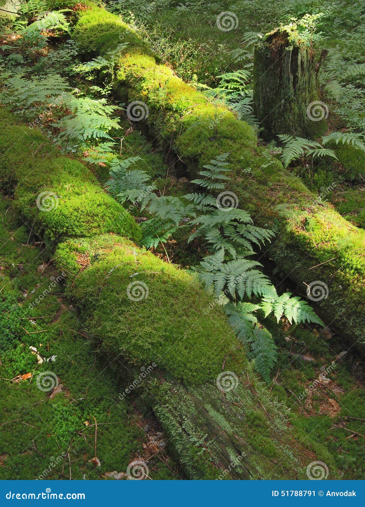 Old fallen trunks stock image. Image of tree, natural - 51788791
