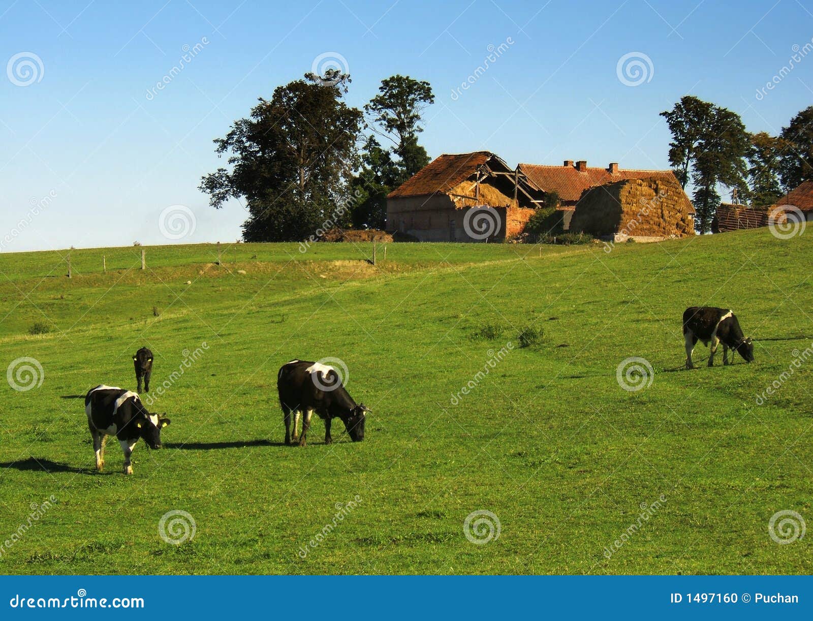 Old farm stock photo. Image of summer, farm, yellow, landscape - 1497160