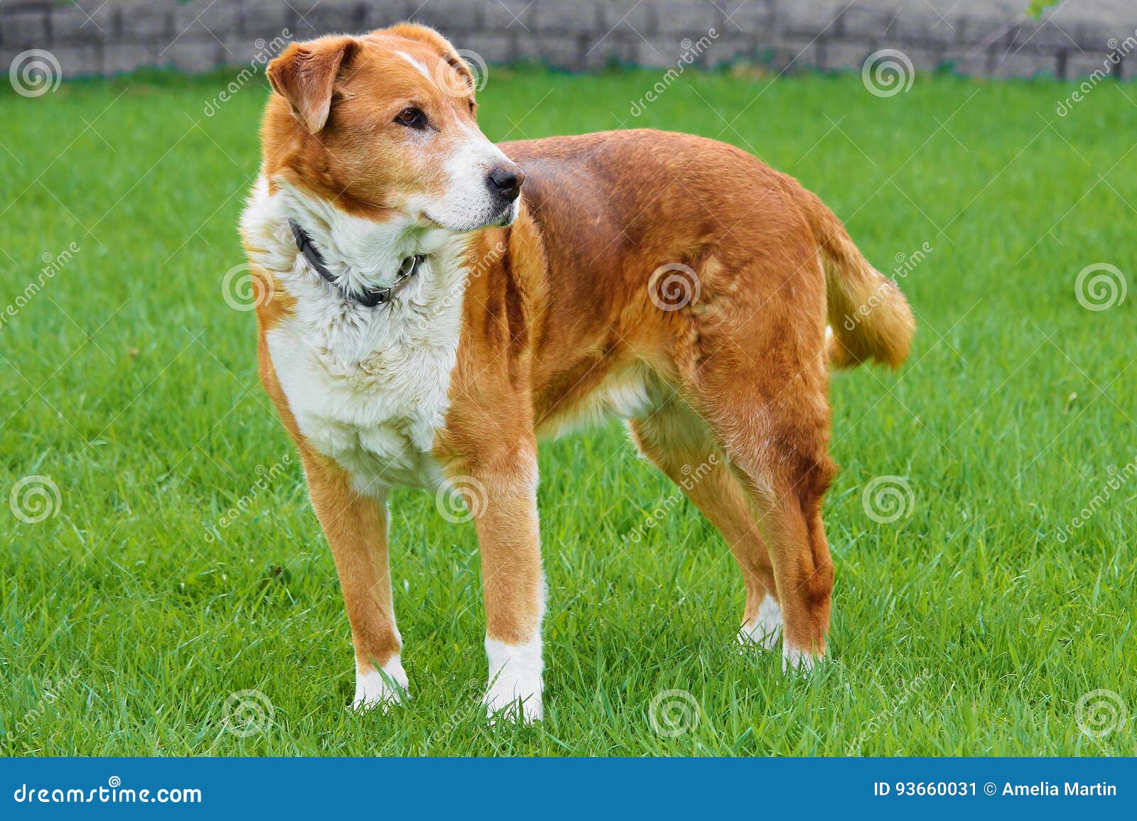 Old Farm Dog Standing on the Grass Stock Image - Image of alberta ...