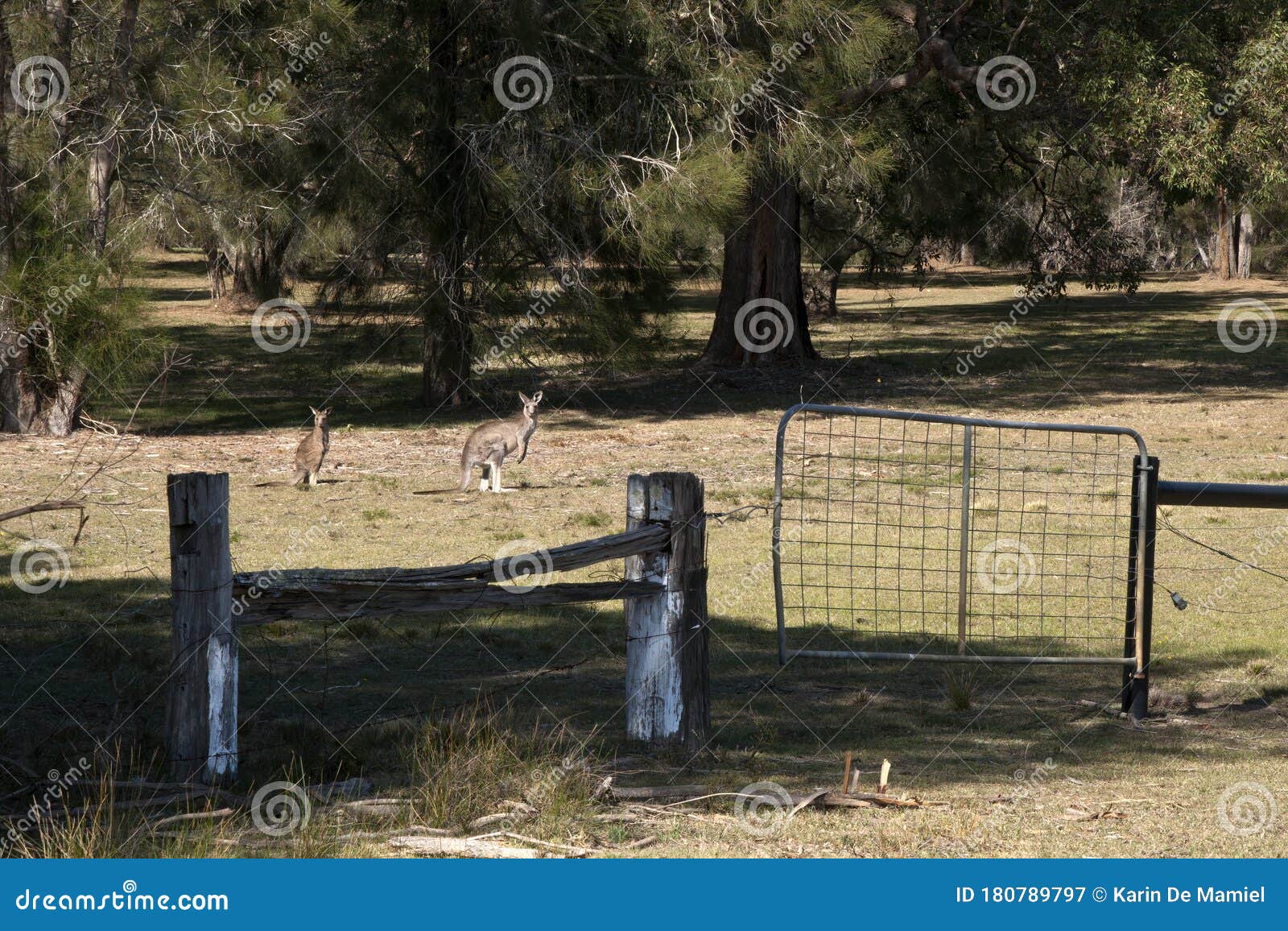 Old Farm Gate with Kangaroo`s in Paddock in Background Stock Image ...