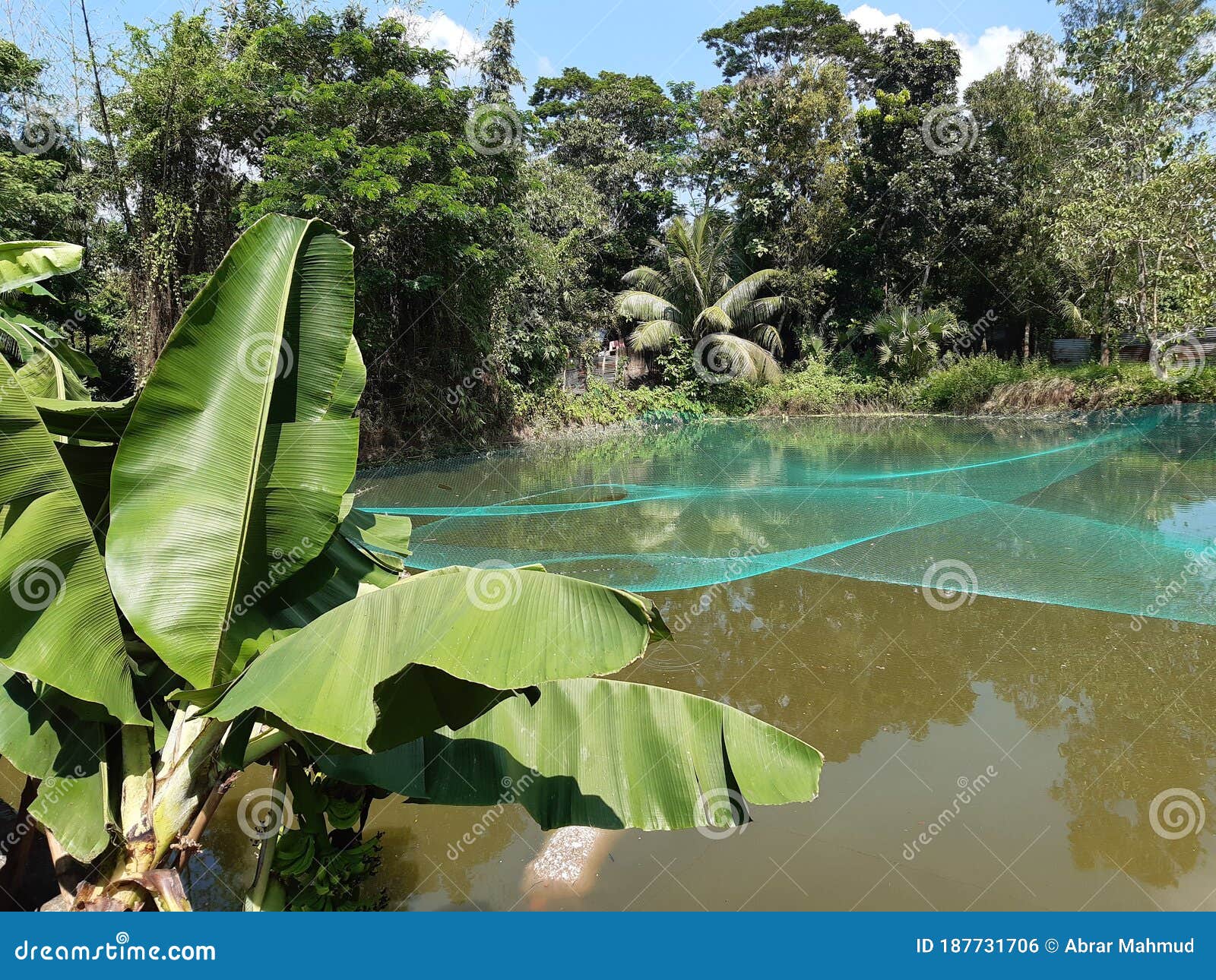 Old farm house pond stock photo. Image of farm, backyard - 187731706