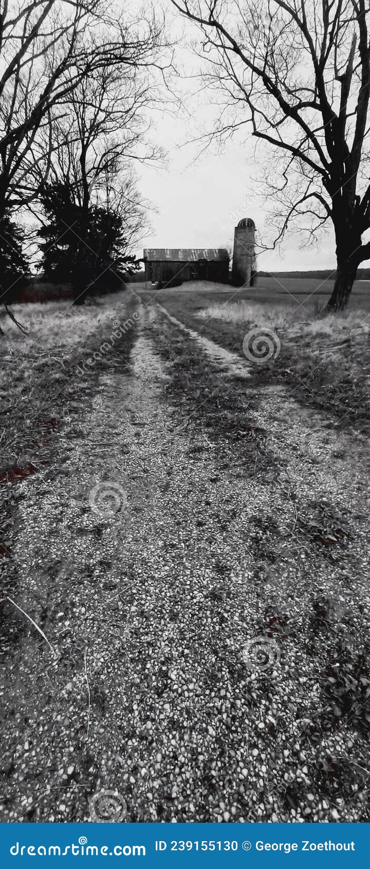Old Farm Laneway stock photo. Image of silo, barn, laneway - 239155130