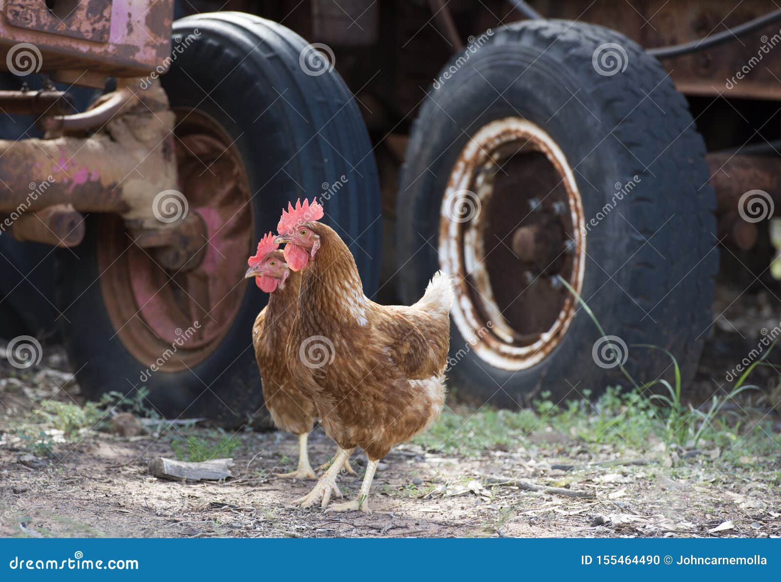 Old Farm Machinery with Chooks Stock Photo - Image of farm, rooster ...