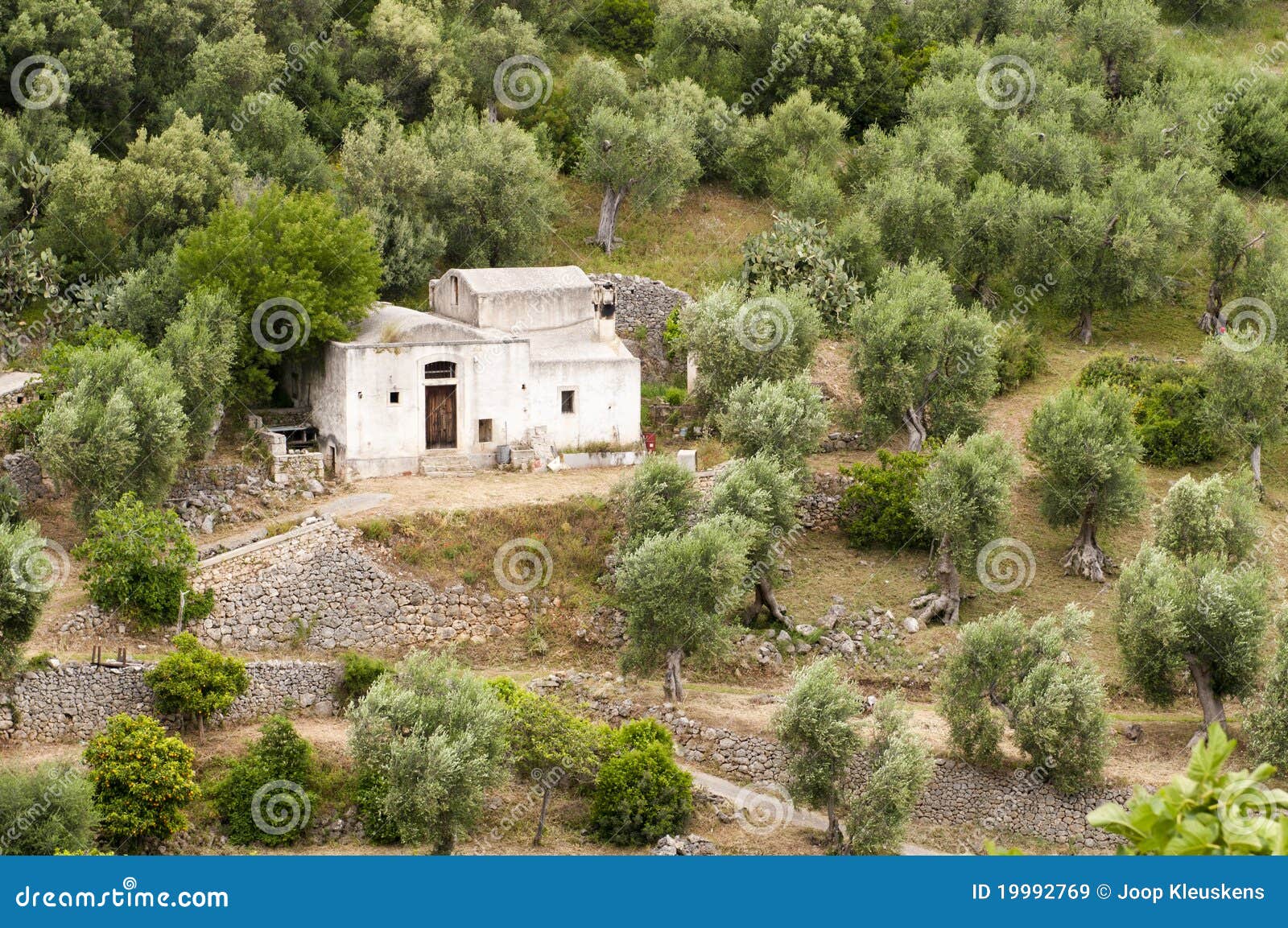 Old Farm between Olive Trees Stock Image - Image of olive, leaf: 19992769