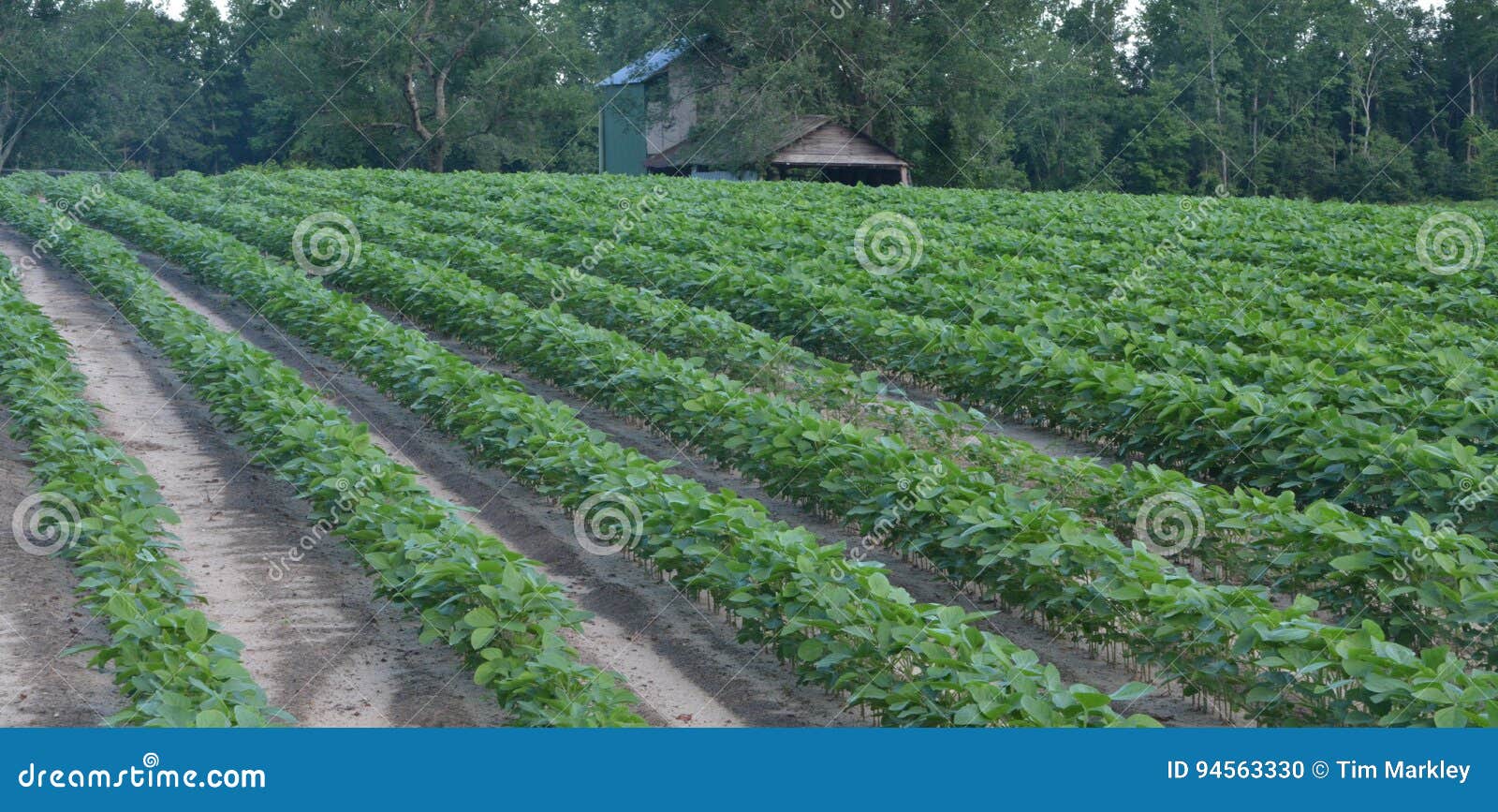 Old farm stock photo. Image of rows, agriculture, growing - 94563330