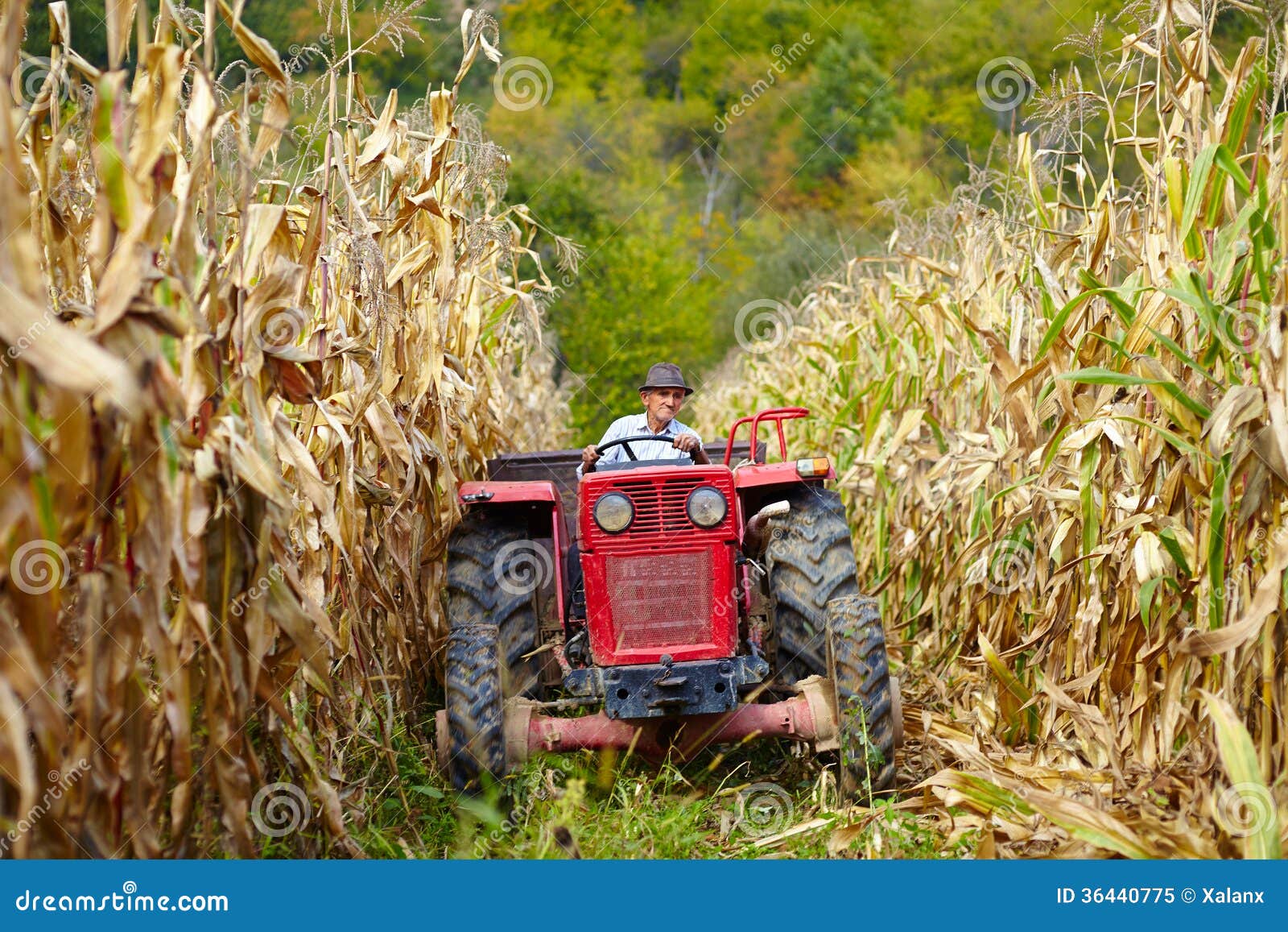 Old Farmer Driving the Tractor in the Cornfield Stock Image - Image of ...