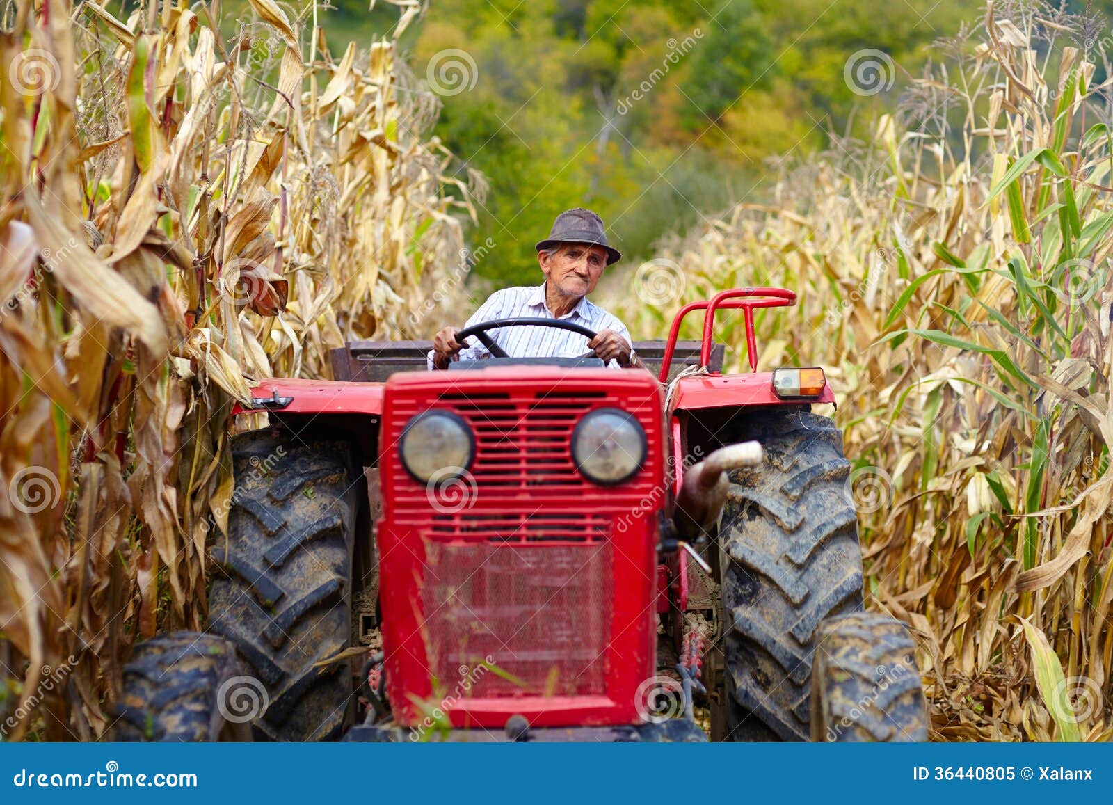 Old Farmer Driving the Tractor in the Cornfield Stock Image - Image of ...