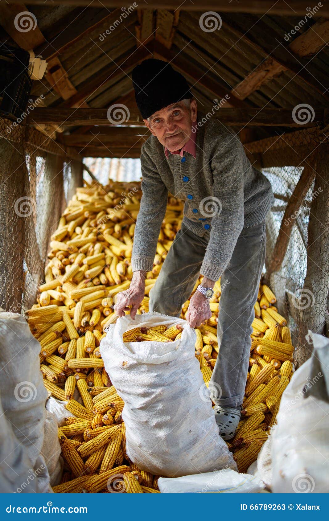 Old Farmer in His Maize Barn Stock Image - Image of nature, focus: 66789263