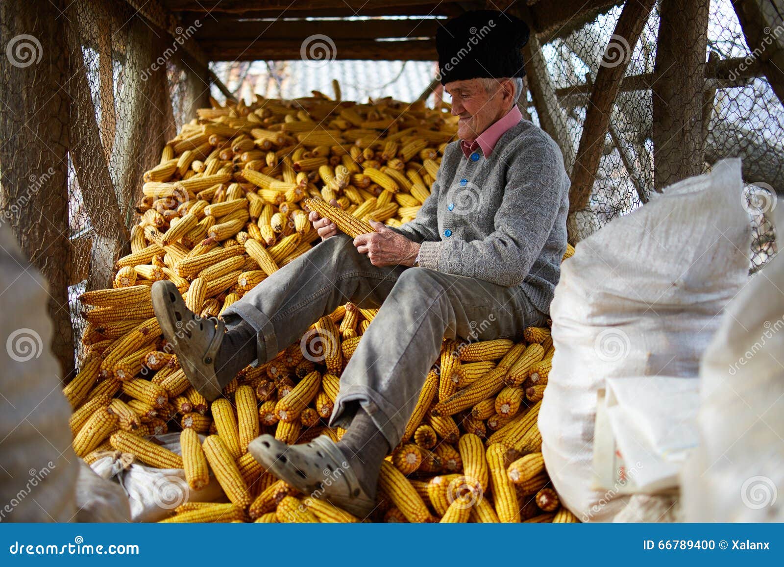 Old Farmer in His Maize Barn Stock Photo - Image of fall, pensioner ...