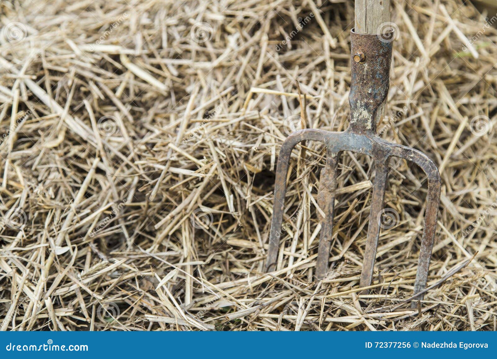 Old farmer s Pitchfork stock photo. Image of bale, background - 72377256