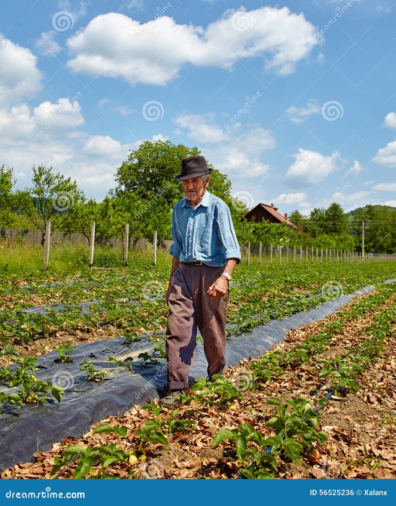 Old Farmer in Strawberry Field Stock Photo - Image of agricultural ...