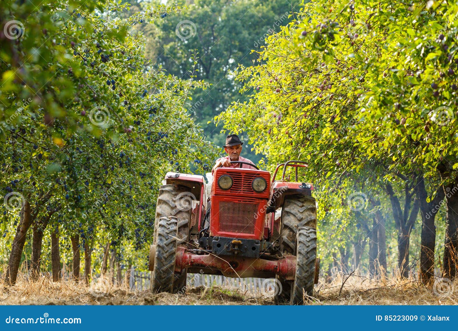 Old Farmer with Tractor Harvesting Plums Editorial Stock Image - Image ...