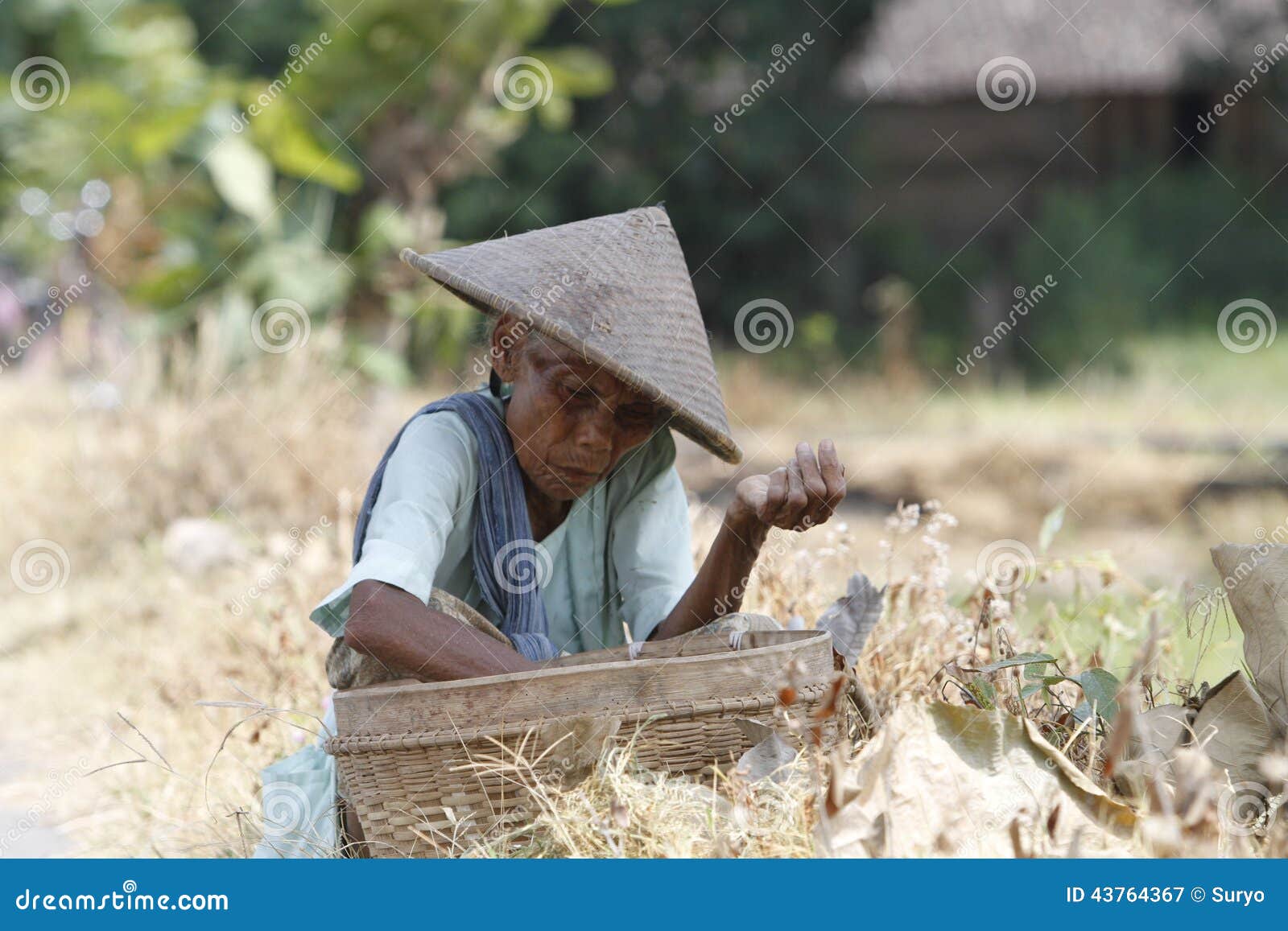Old farmer editorial photography. Image of rice, sort - 43764367