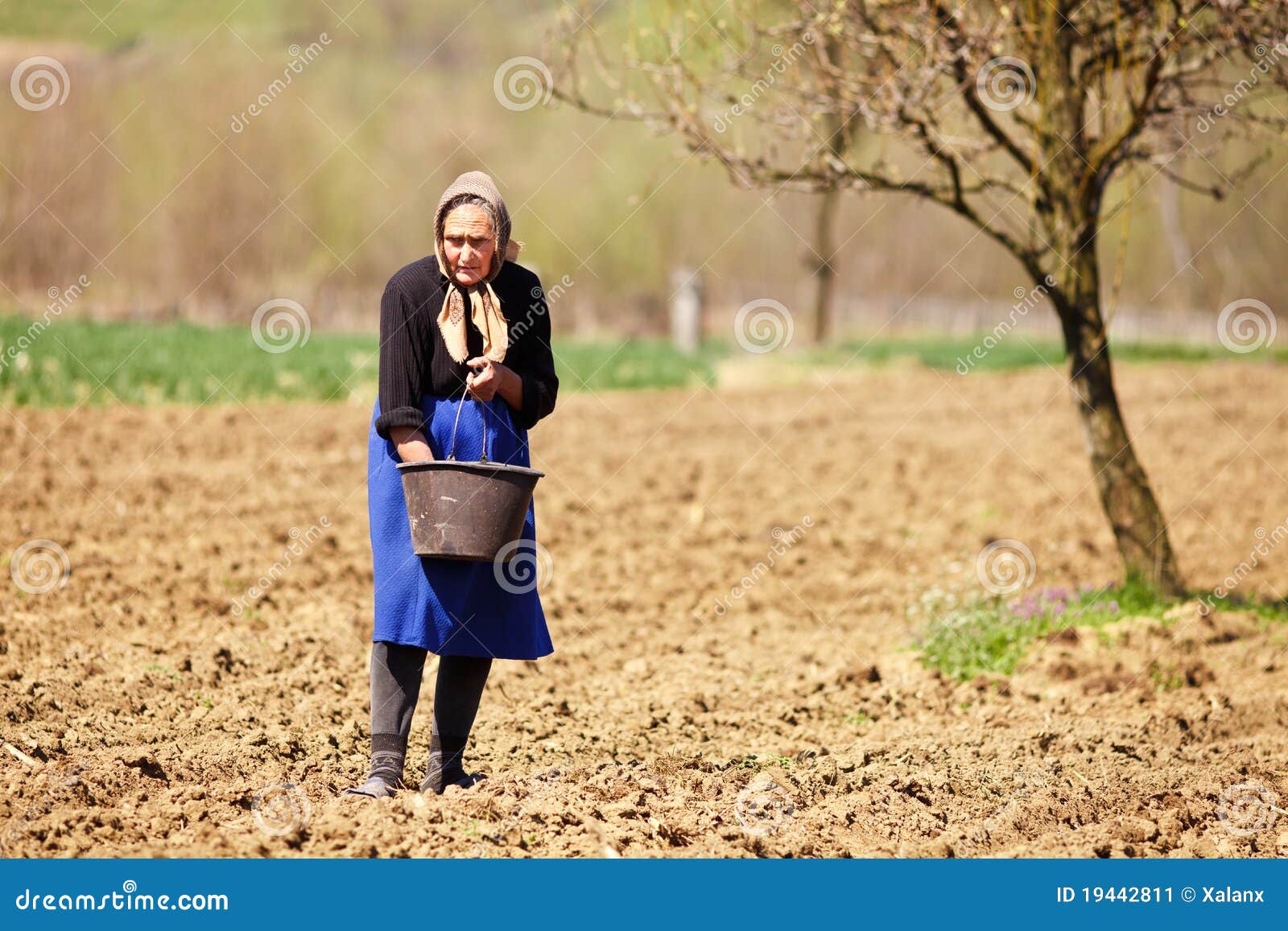 Old farmer woman sowing stock image. Image of land, fertilizer - 19442811