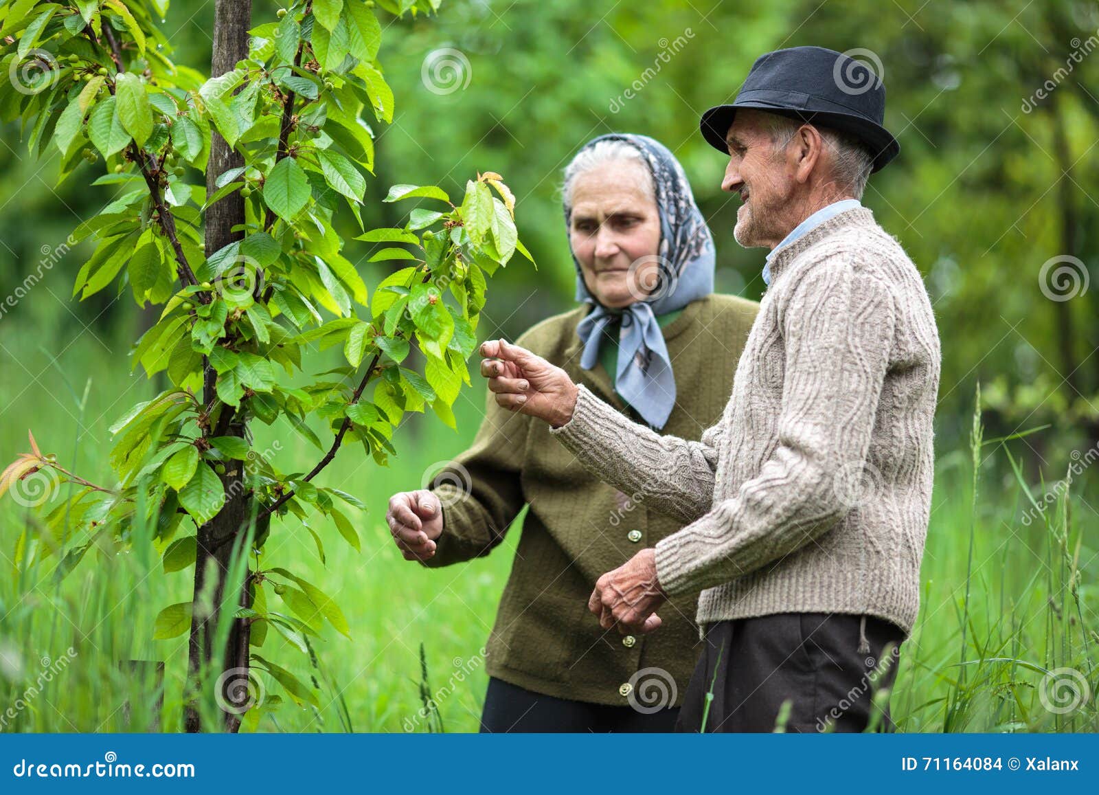 Old Farmers Couple in the Orchard Stock Photo - Image of leaves, farm ...