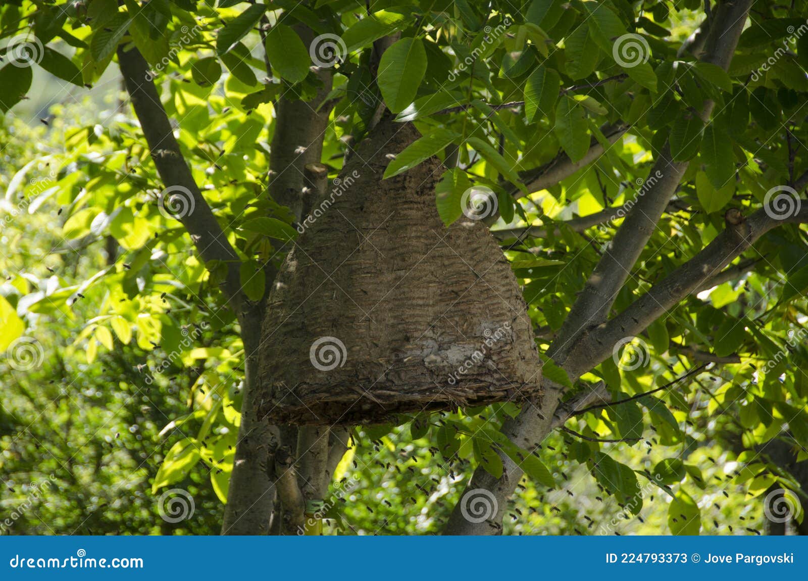 Old-fashioned Beehive Made of Branches and Clay Stock Image - Image of ...