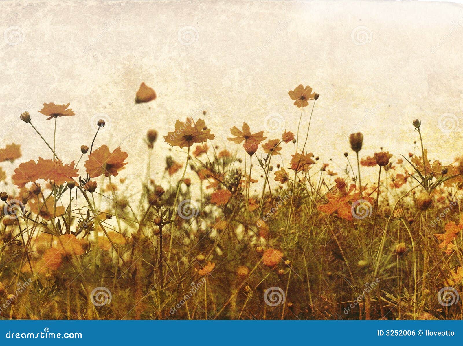 Old-fashioned flower stock photo. Image of countryside - 3252006