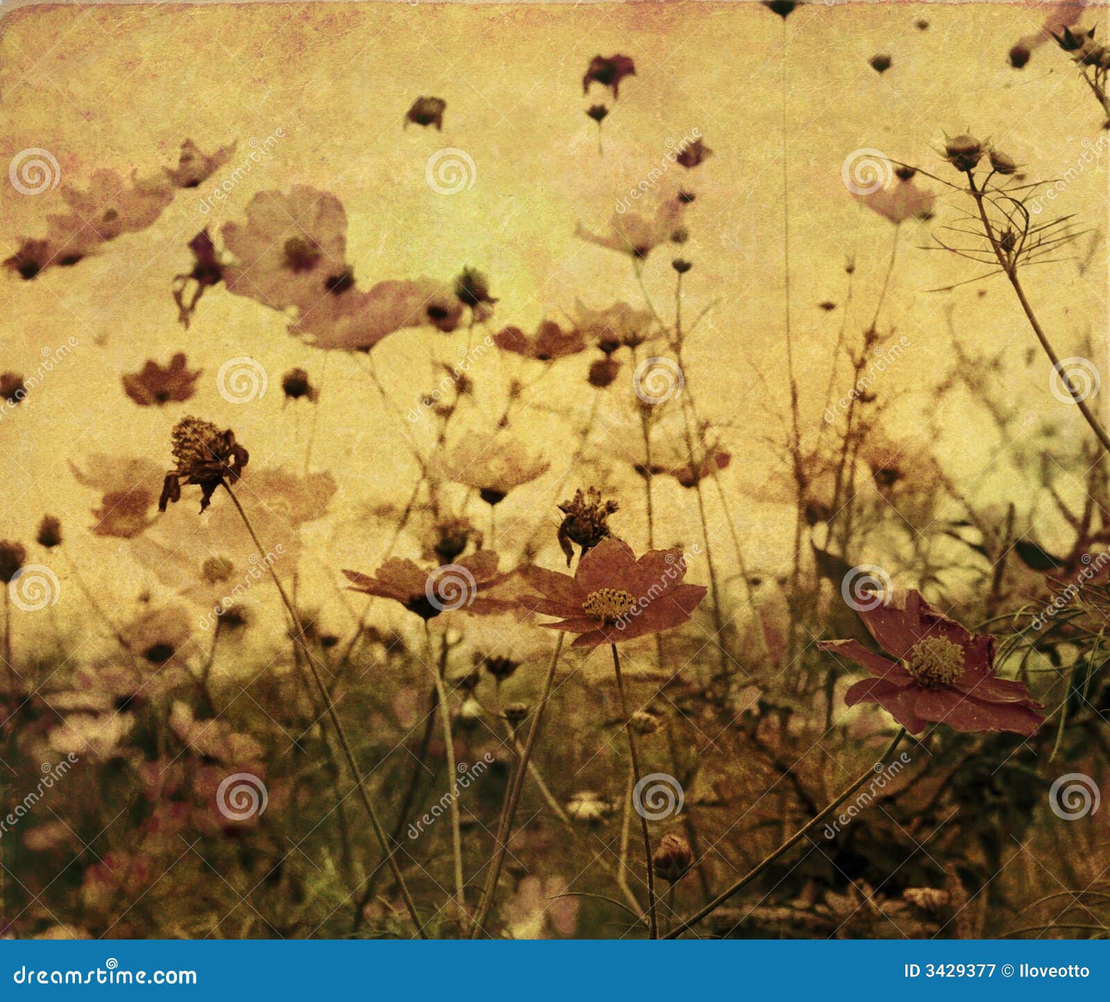 Old-fashioned flower stock illustration. Illustration of flower - 3429377