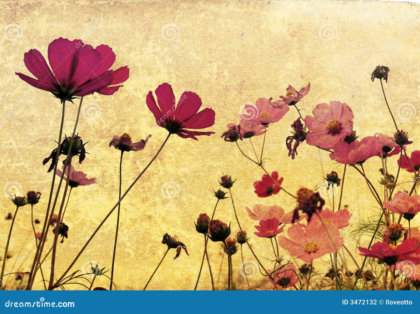 Old-fashioned flower stock illustration. Illustration of fashioned ...