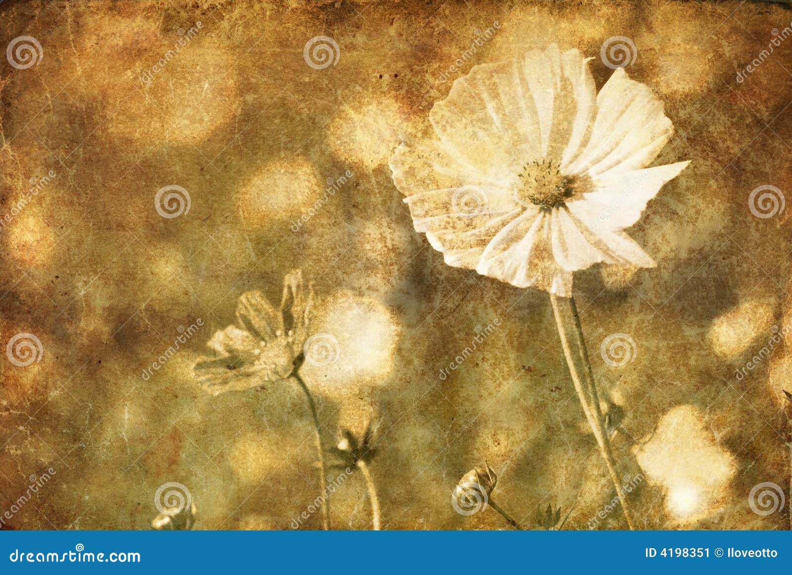 Old-fashioned Flower Stock Photography | CartoonDealer.com #2914880