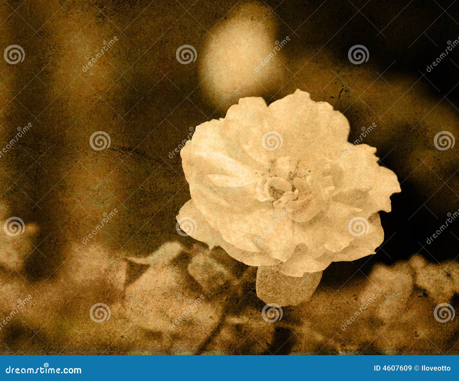 Old-fashioned flower stock image. Image of grunge, painterly - 4607609