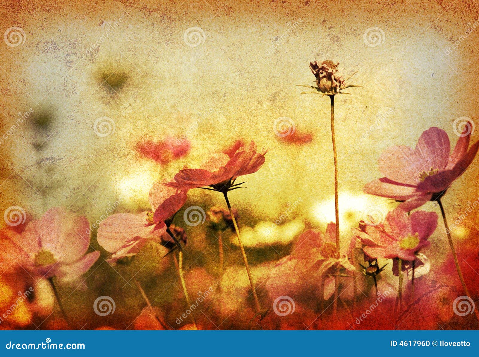Old-fashioned flower stock photo. Image of dirty, countryside - 4617960
