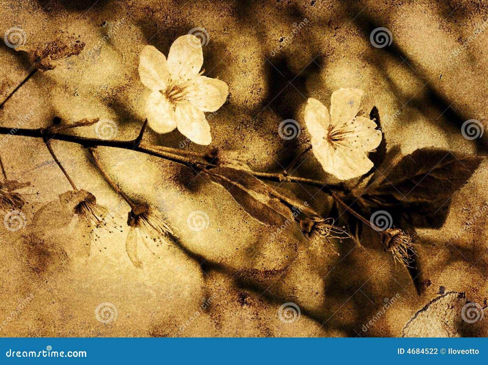Old-fashioned flower stock photo. Image of crumpled, mottled - 4684522