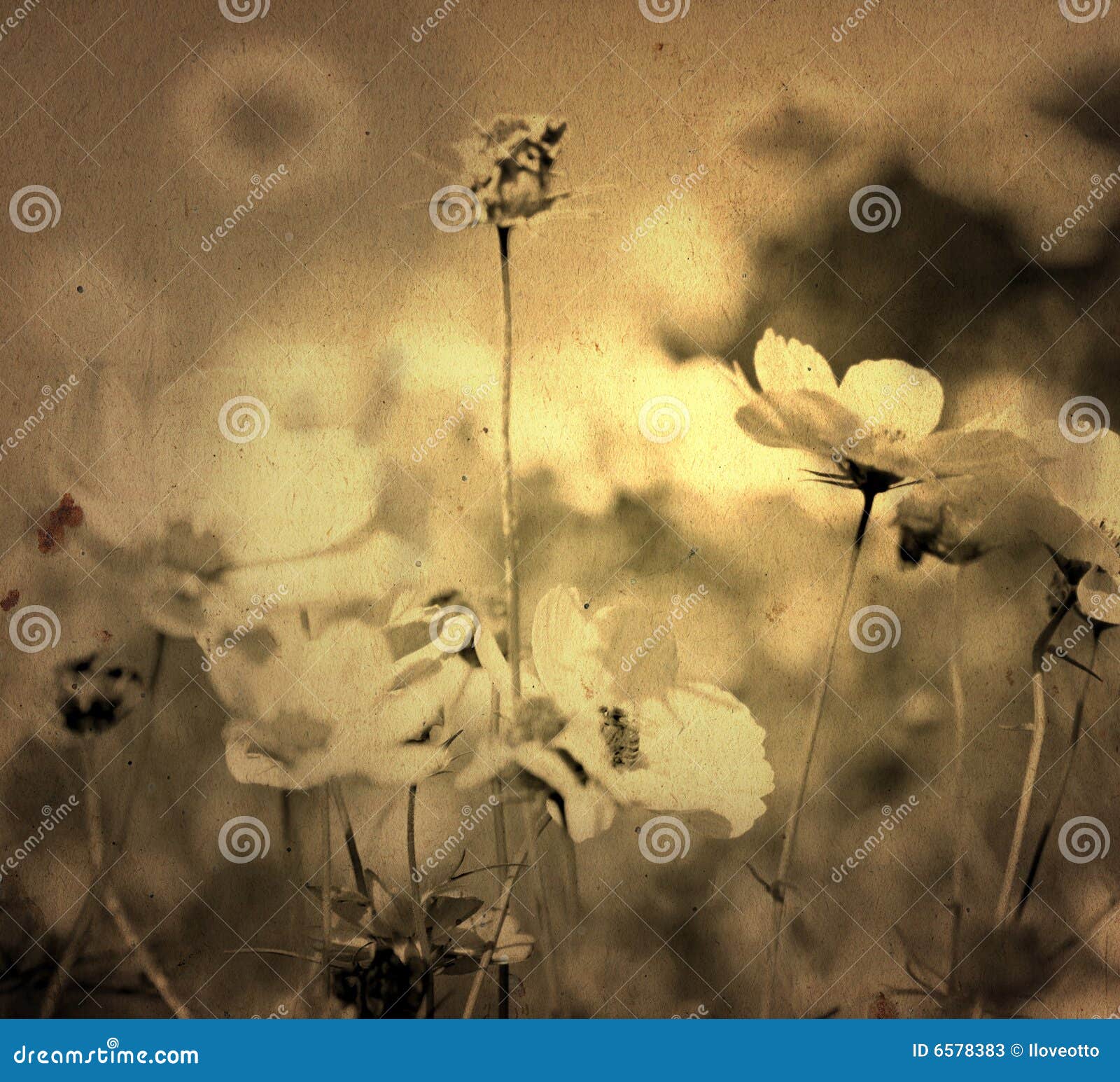 Old-fashioned flower stock image. Image of antique, ancient - 6578383