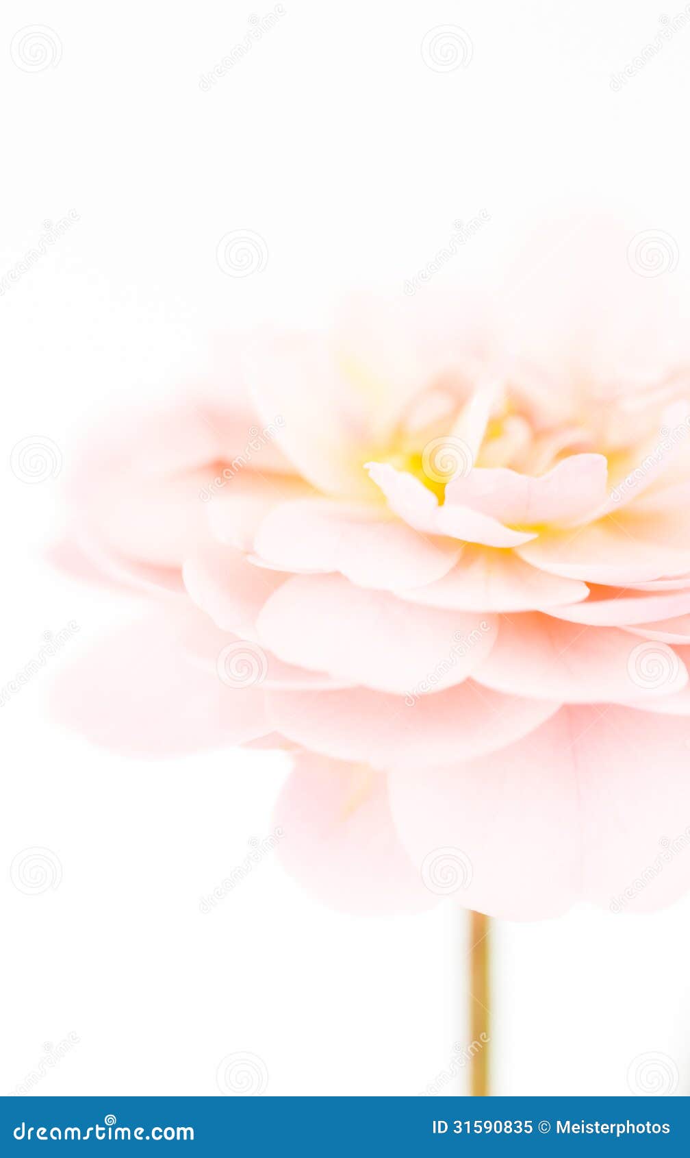 Old Fashioned Pastel Pink Rose Stock Image - Image of blooming, bloom ...