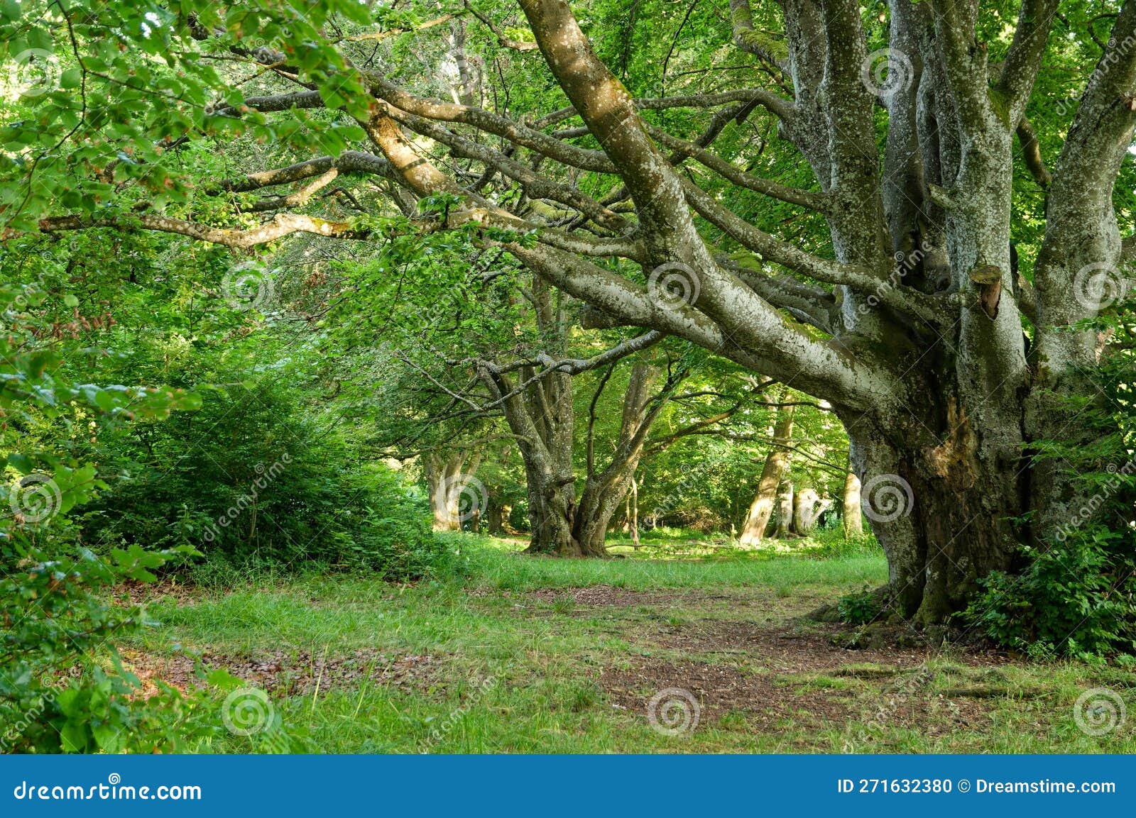 An Old - Fashioned Pathway Surrounded by Several Trees on the Side ...