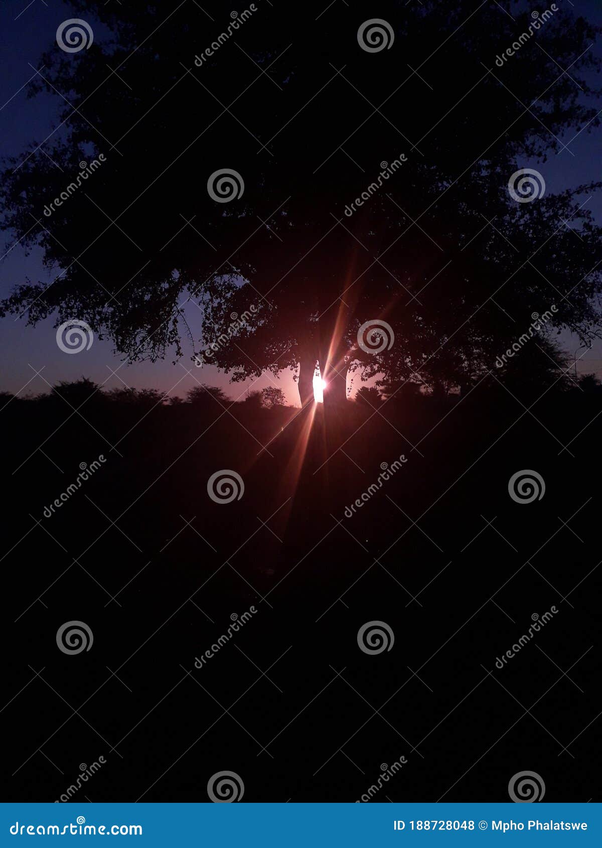 Mophane Tree Stock Photos - Free & Royalty-Free Stock Photos from ...