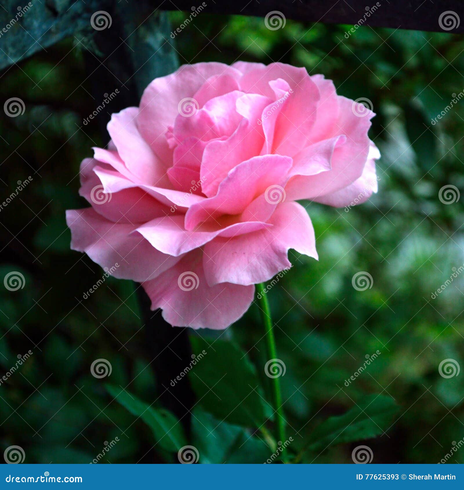 Old-fashioned Pink Rose Square Format Stock Image - Image of pink ...