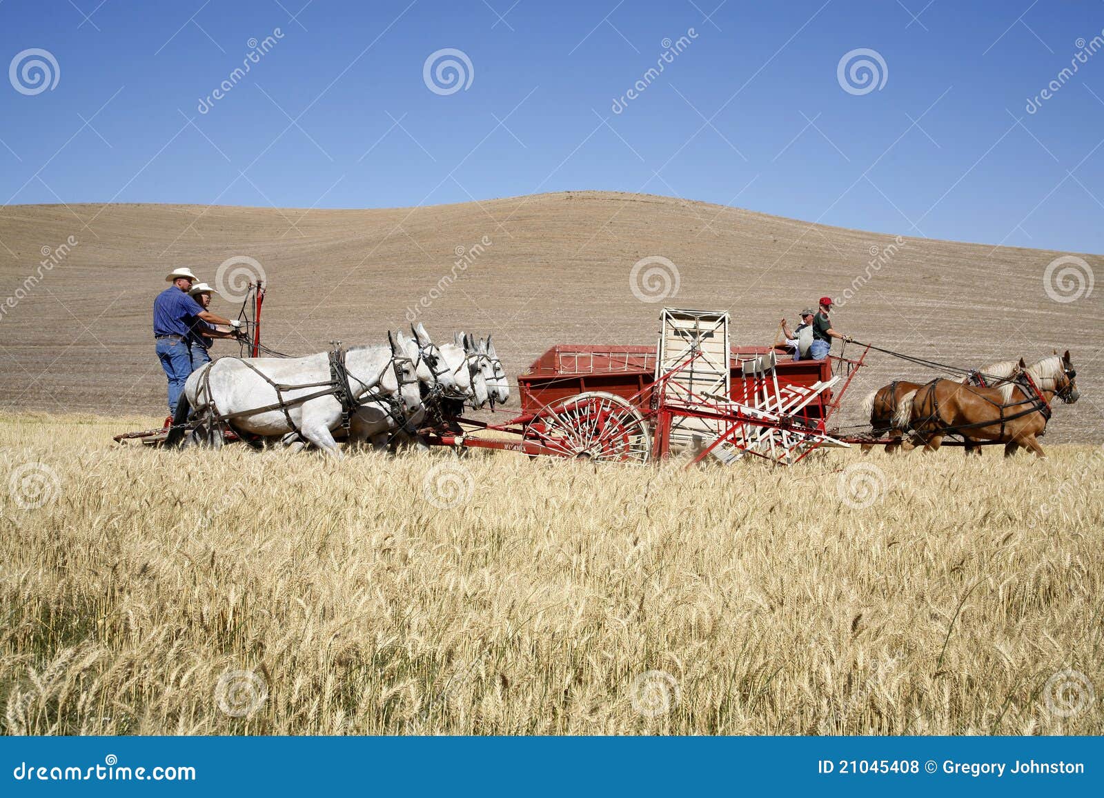Old Fashioned Wheat Harvesting. Editorial Stock Photo - Image of ...