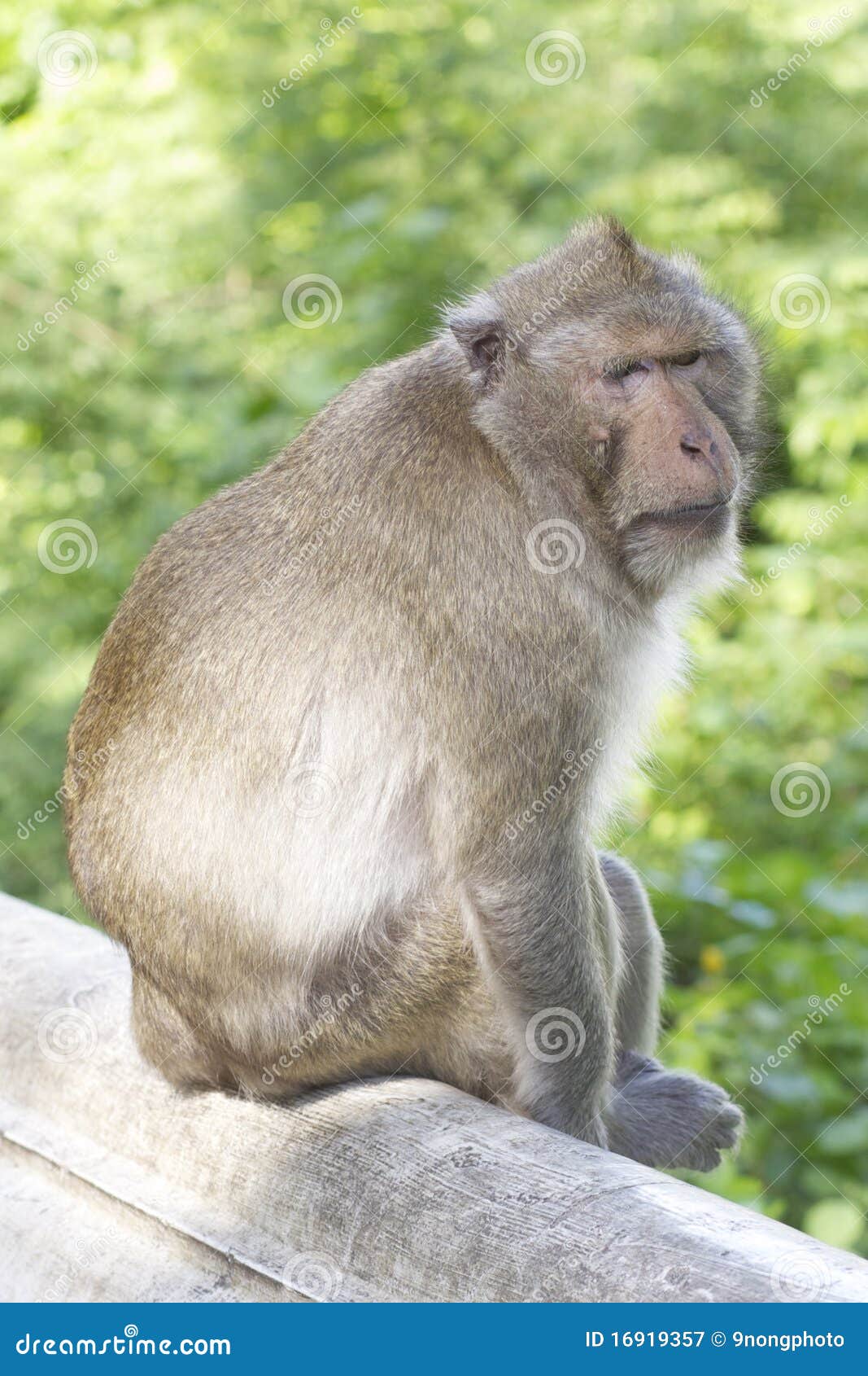 Old and fat monkey stock image. Image of primate, lonely - 16919357