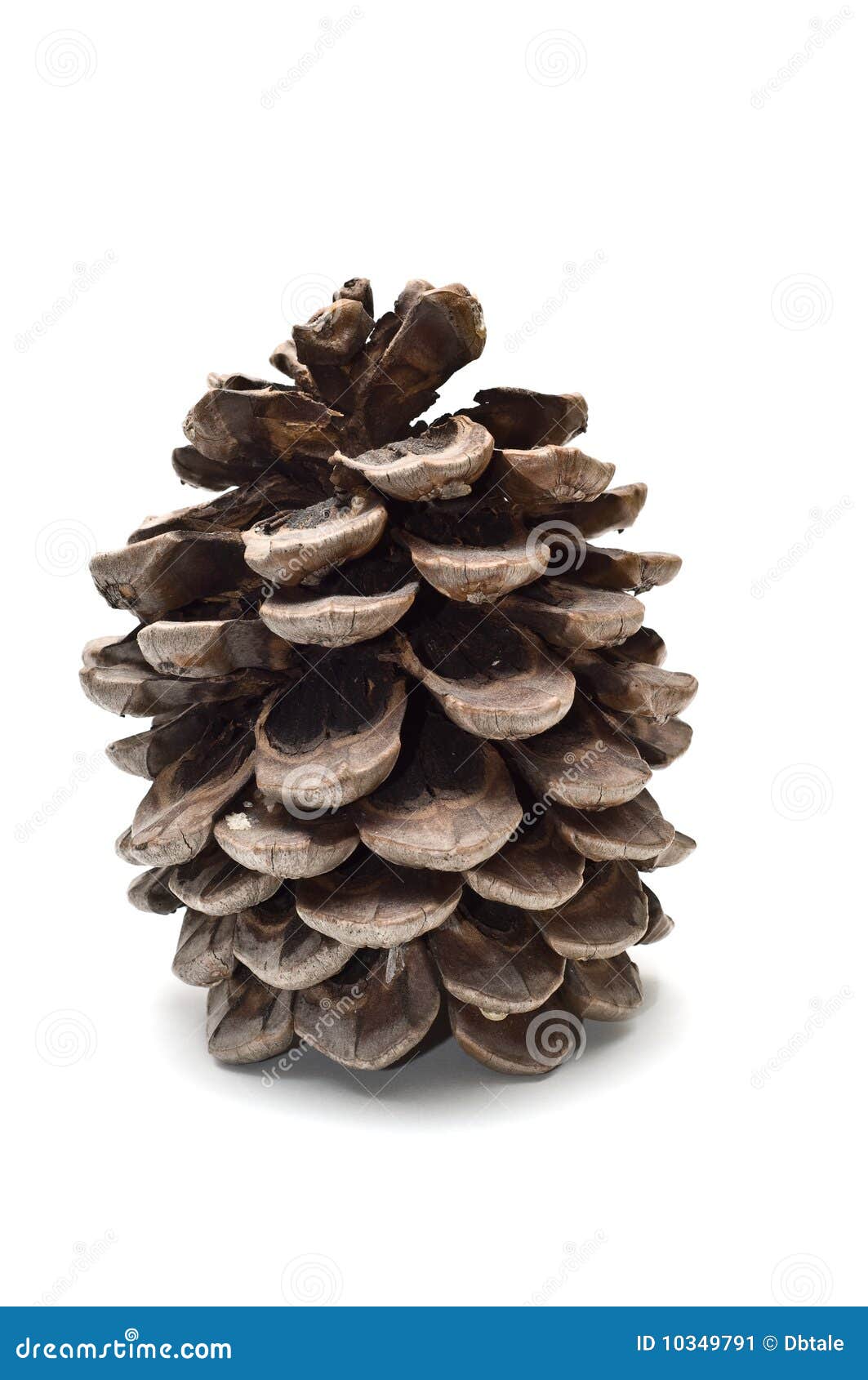 Old fat pine cone stock image. Image of large, single - 10349791