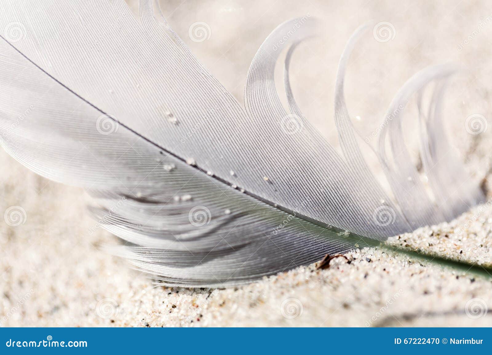 Old Feather Laying on a Beach Stock Photo - Image of nature, single ...