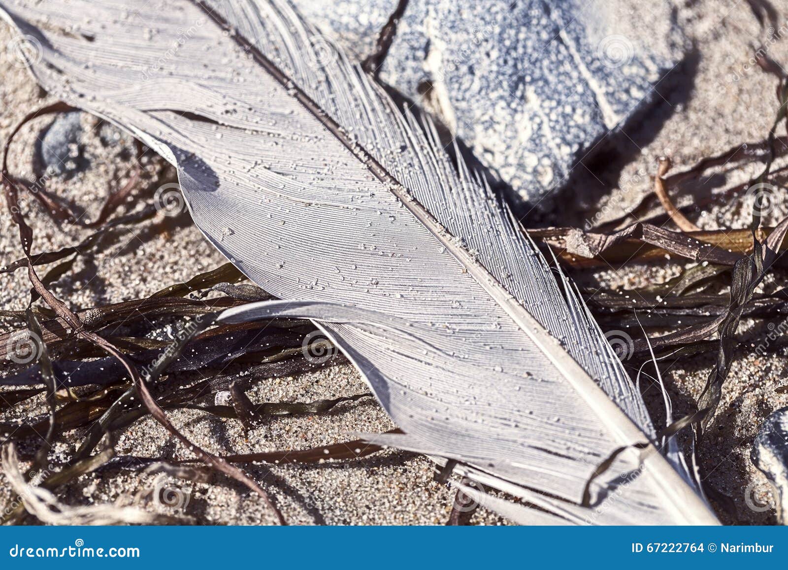 Old Feather Laying on a Beach Stock Photo - Image of pebble, feather ...